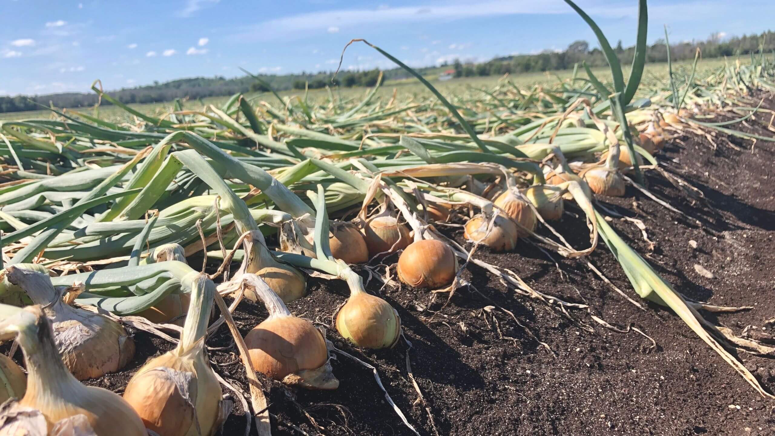 Crop Monitoring | Holmes Agro